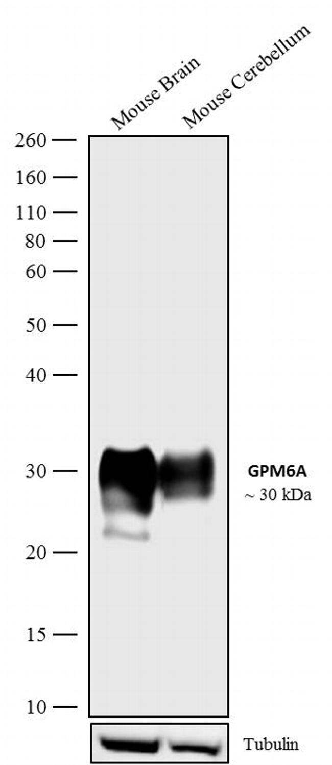 GPM6A Antibody (720252) in WB | Thermo Fisher Scientific - CN