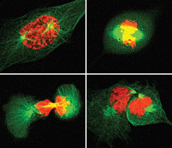 Live-cell imaging of cytoskeletal and histone dynamics during mitosis ...